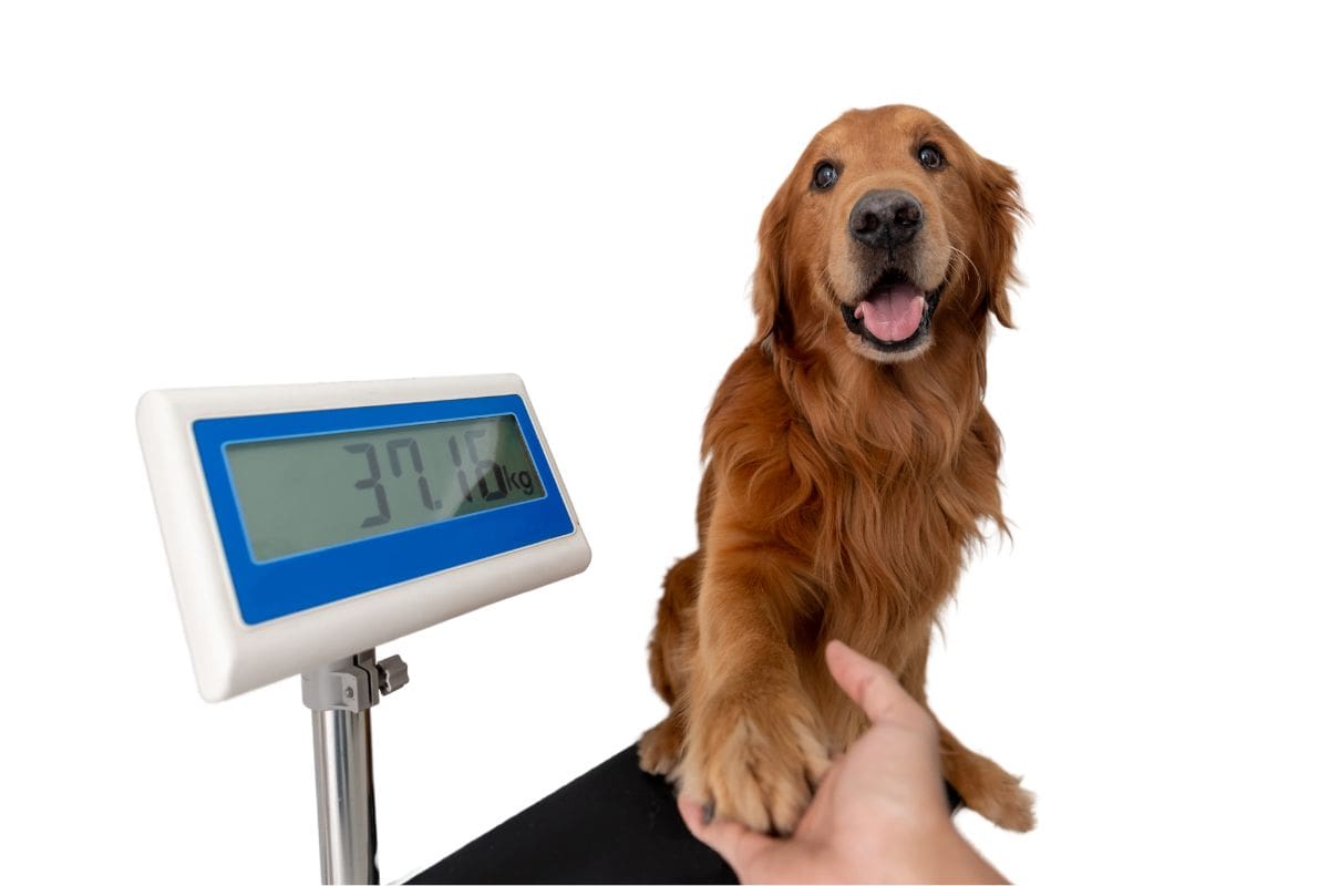 Cost to Fly a Large Dog