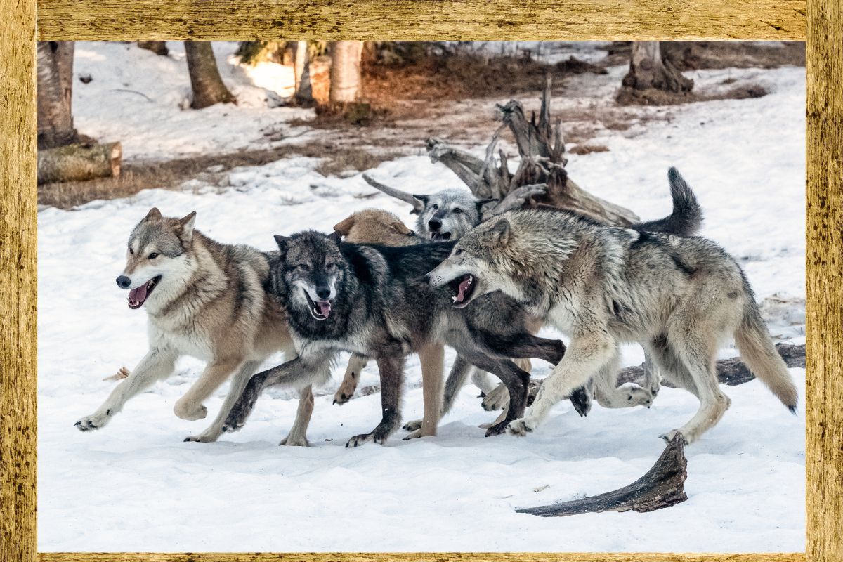 Big Dogs Vs. Wolves