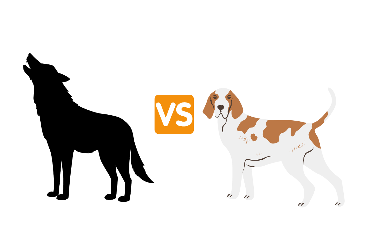 Big Dogs Vs. Wolves