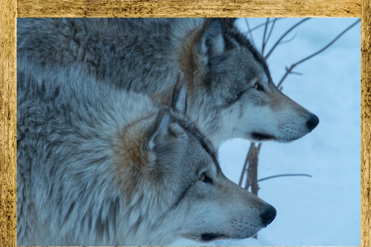 Big Dogs Vs. Wolves