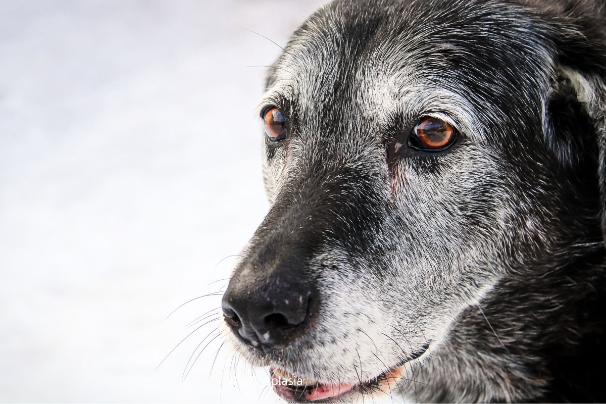 When Are Large Dog Breeds Considered Senior?