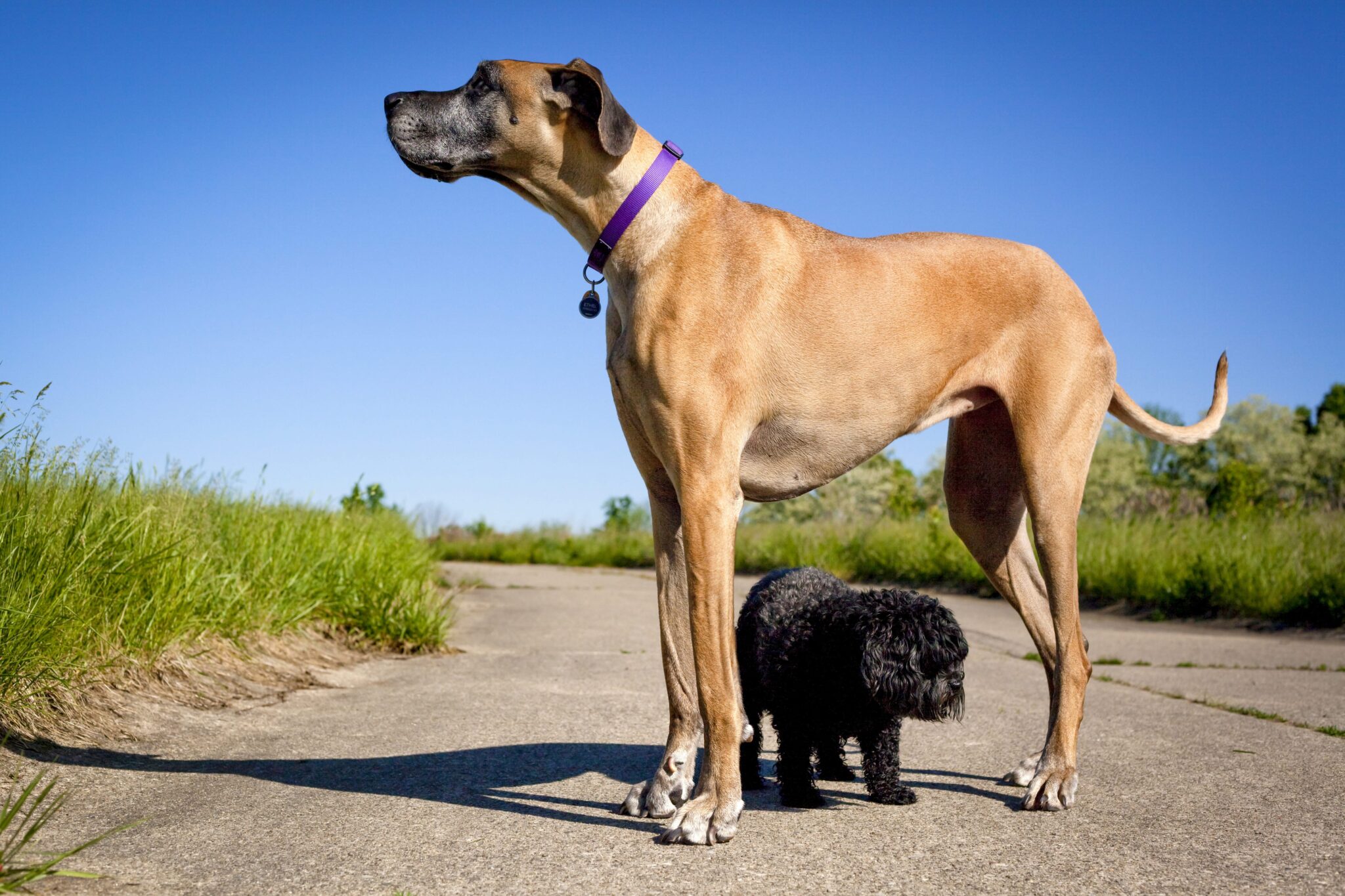 The Big Dog Club: When Is a Dog Large Enough to Join?